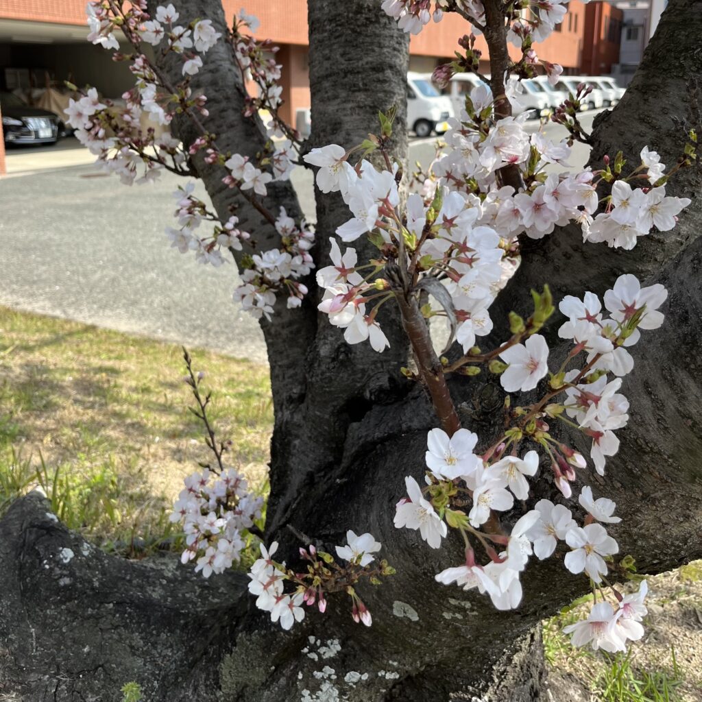 🇵🇭→🇯🇵 一時帰国購入品など | mani-log ʘʘ